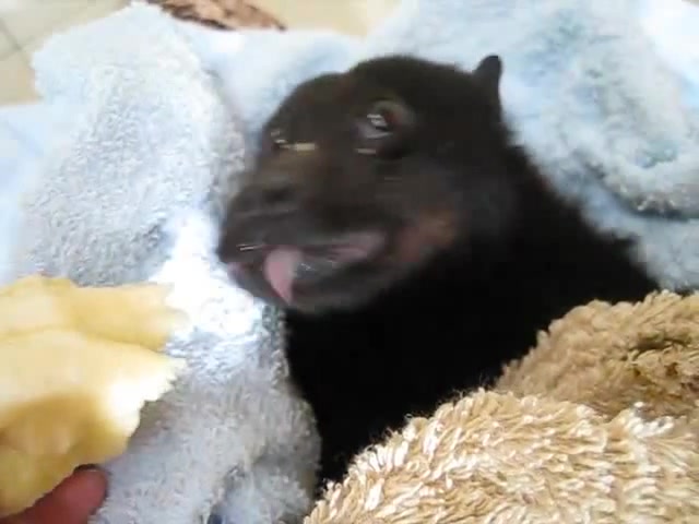 Can you believe this cute little guy is a bat? - Coub