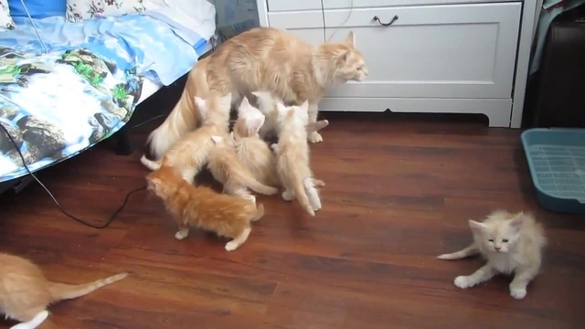 A lot of red cats (song: Alluniar - Flute) - Coub