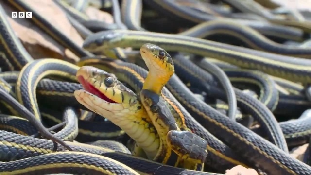 How Do Female Snakes Pick a Mate? | A Perfect Planet | BBC Earth - Coub