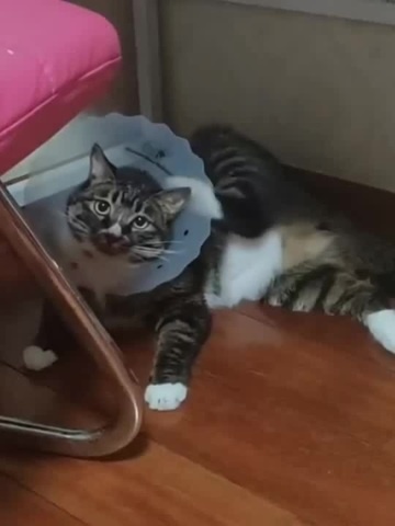 Cat Vietnamese flashbacks - Coub