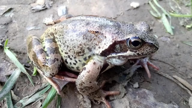 Frog - Coub