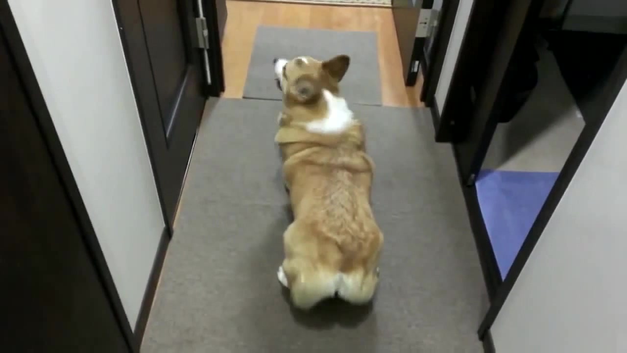 DOG TWERKING twerk party - Coub