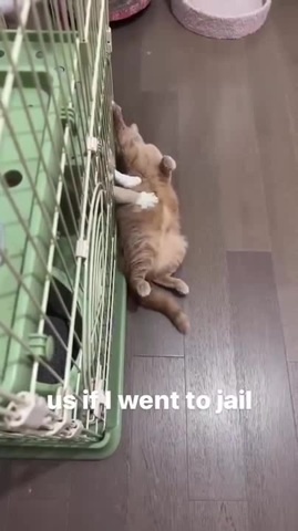 Let me massage - Coub