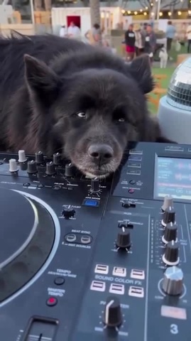 vibin' dog - Coub