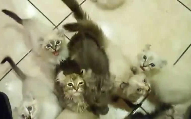 kittens - Coub