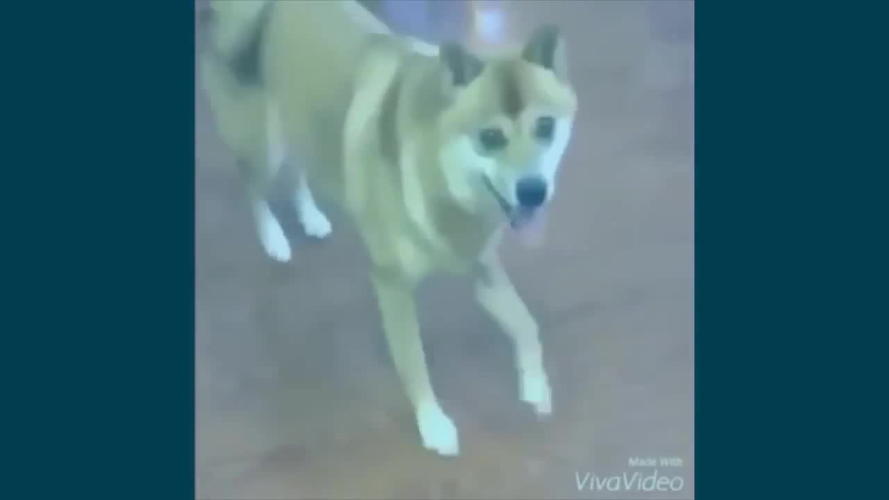 Pumped up Kicks MEME Compilation - Coub