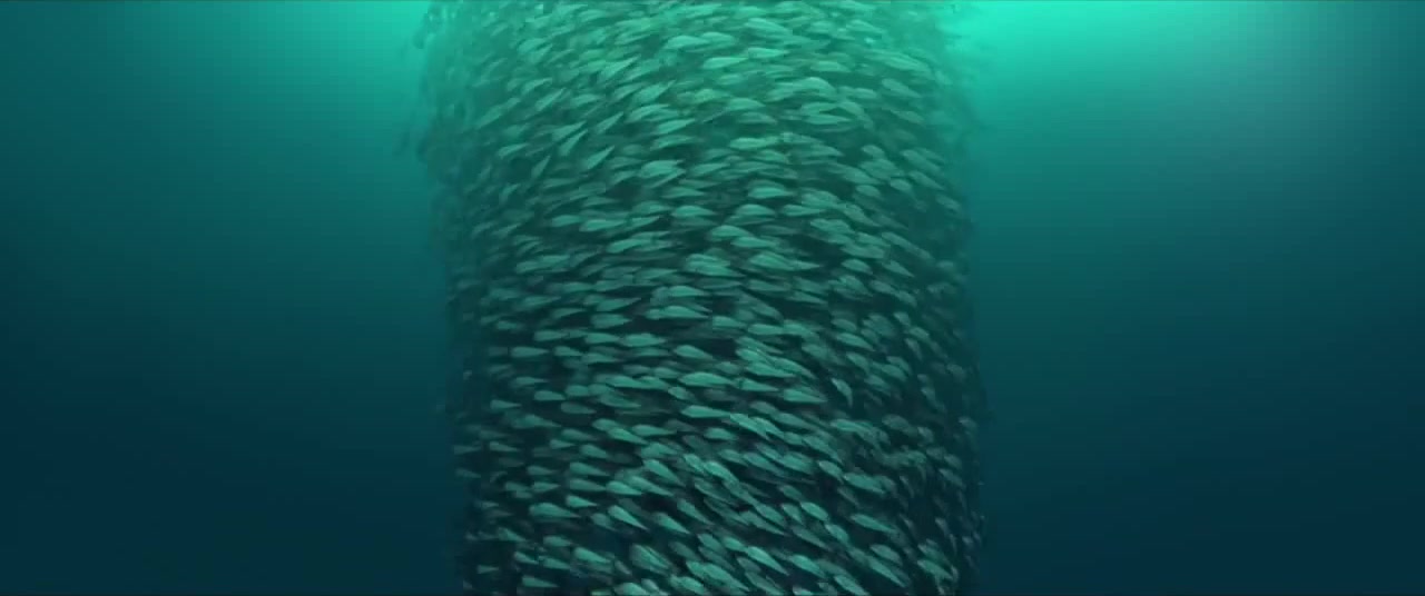 The flow of the fish ☮ - Coub