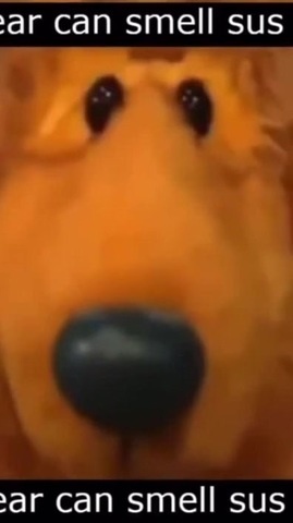 this bear can smell sus - Coub