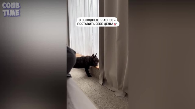 COUB TIME #12 | BEST MEMES | FAILS | GIRLS | Лучшие Приколы 2024 - Coub