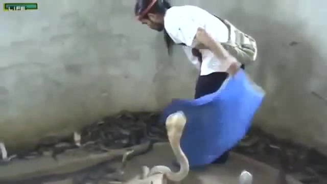 Snake game over - Coub