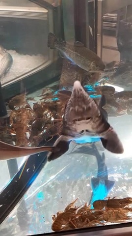 #osetr #fish #foodmarket # - Coub