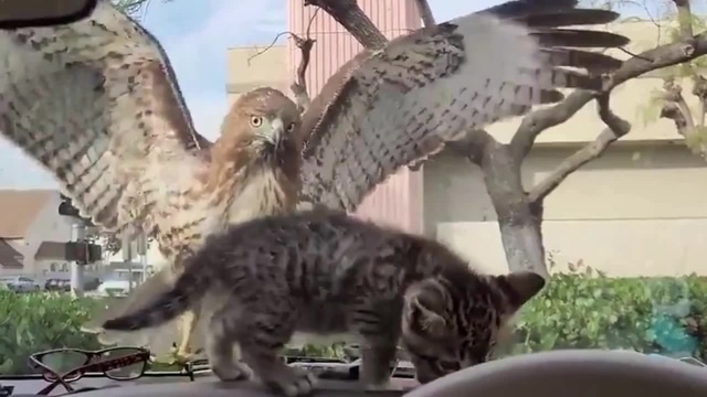 𝗛𝗮𝗿𝗱 𝗧𝗮𝗿𝗴𝗲𝘁 - Coub