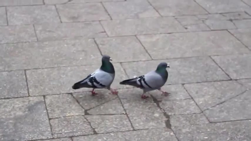Pigeon - Coub