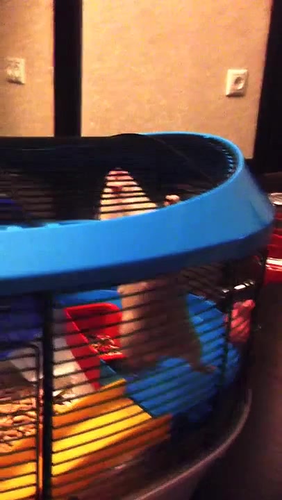 Hamster vs Gravity - Coub