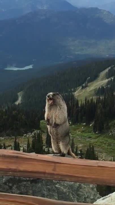 Marmot Army - Coub