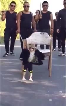 MONKEY GANGSTER • THUG LIFE • - Coub