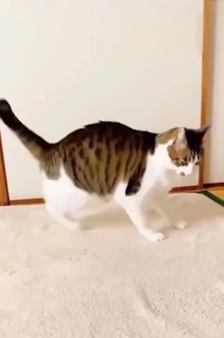 Dancing Cat - Coub
