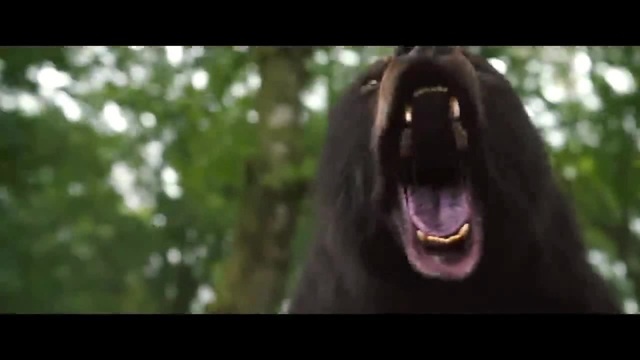 Bear Is Right! - Coub