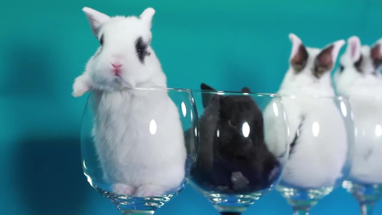 bunny dance - Coub