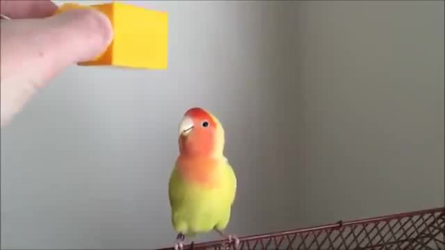 Dank Bird Meme - Coub