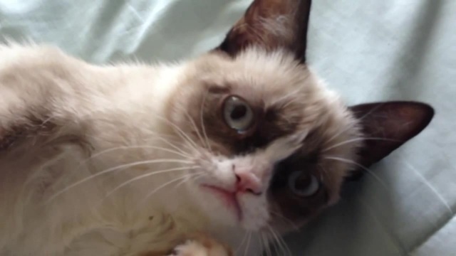 The Original Grumpy Cat - Coub