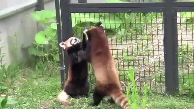 red pandas - Coub