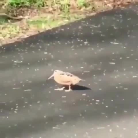 Bird vibing to Jojo - Coub