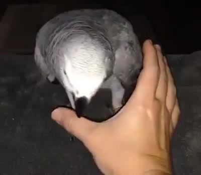 Cute squeaking bird - Coub