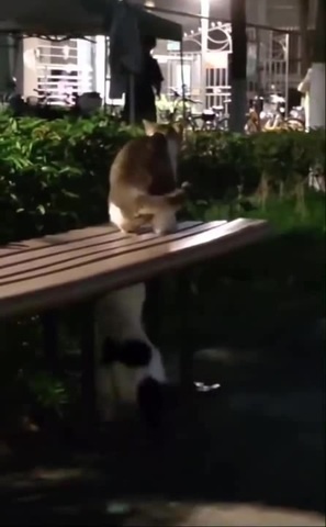 stranger cats - Coub