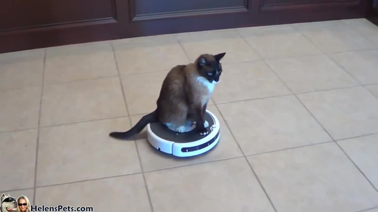 Roomba CAT Ride - Coub
