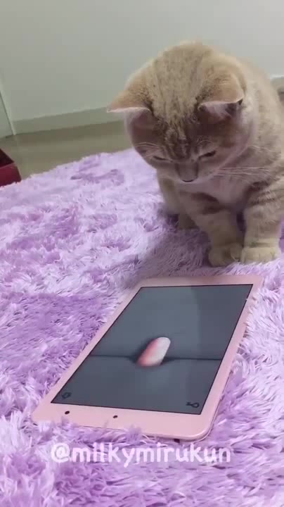 This kitten playing with a tablet is everything you need to see today 😂 ...