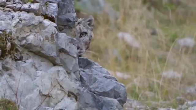 Snow Leopard Jumps Off a Cliff To Catch its Prey - Coub
