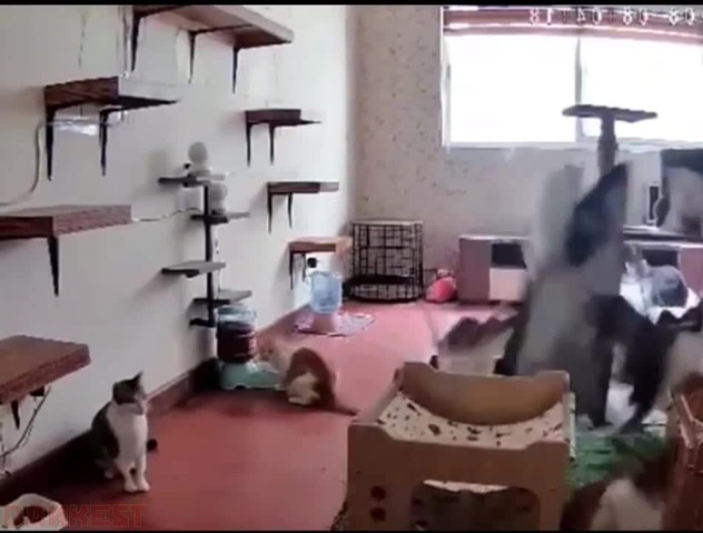 push the tempo - Coub