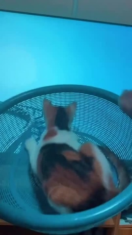 Cats adventure - Coub