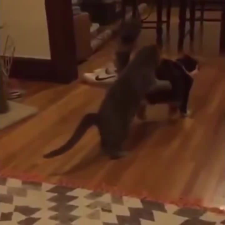 Cat impossible - Coub