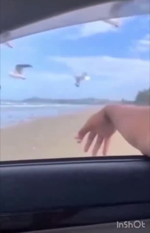 Чайка бумеранг / seagull boomerang - Coub