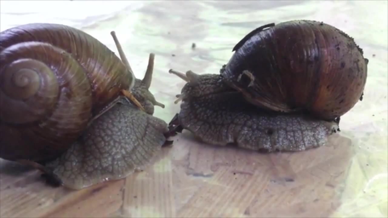snails fight - Coub