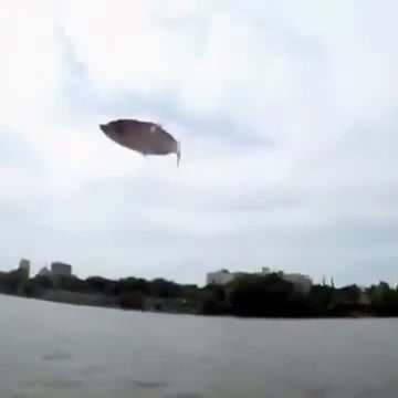 Boomerang Fish - Coub