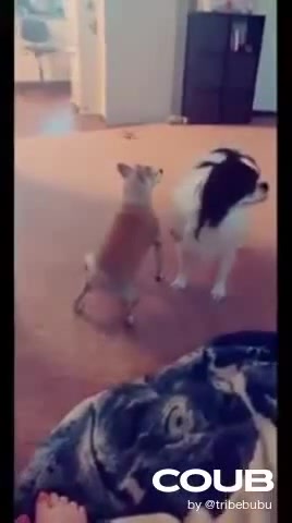 Dog Twerk - Coub