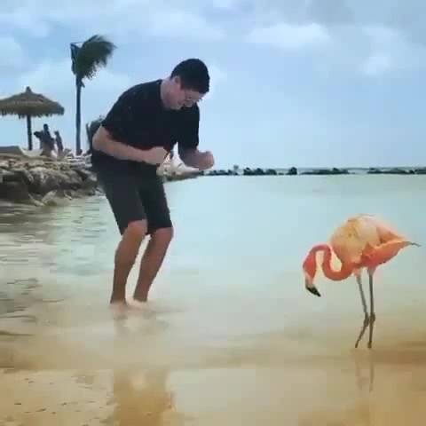 Live in salsa style - Coub