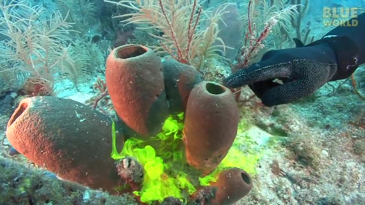 That's how sponge works - Coub