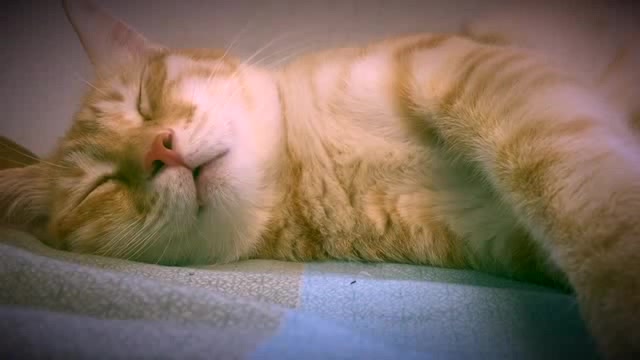 Cat need sleep - Coub