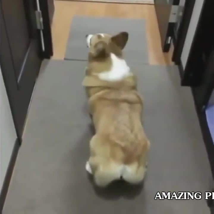DOGE TWERK - Coub