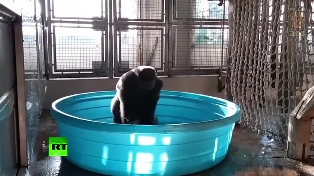 Gorilla (song: VRIMA KISHOU - Drift) - Coub