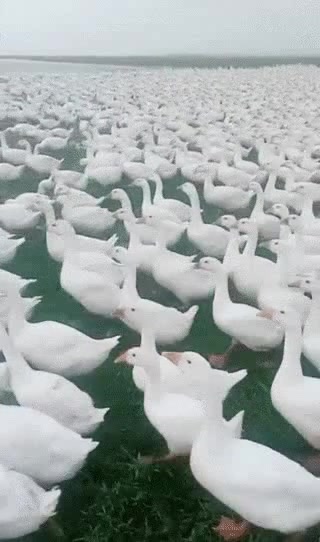 Goose Empire - Coub