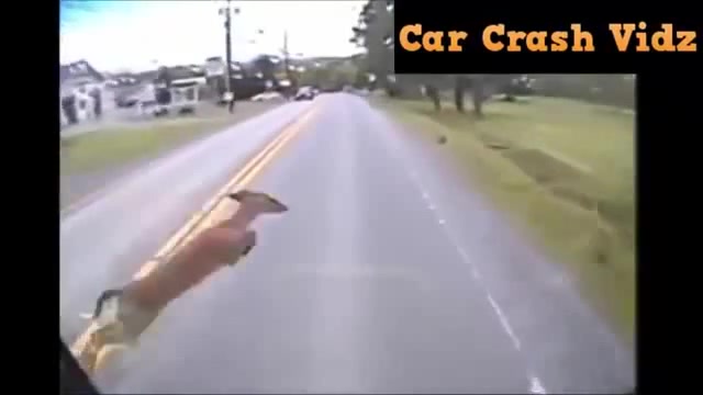 Animals Hit By Cars - Animals On The Road Compilation (18+) - Coub