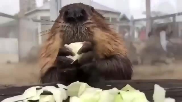 Beaver eating cabbage - Coub