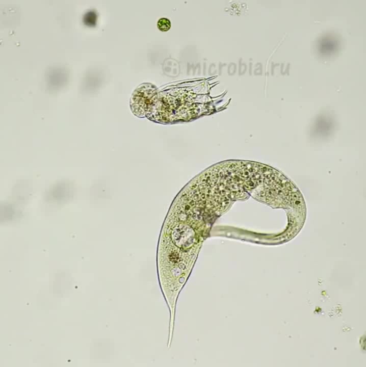 Push the Rotifera - Coub