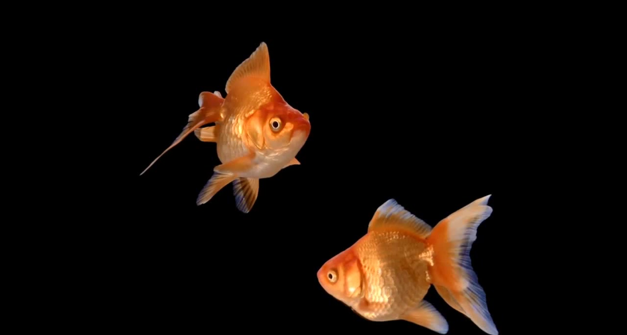 Beauty Of The World. Dance Of The Goldfishes / Красота мира. Танец ...