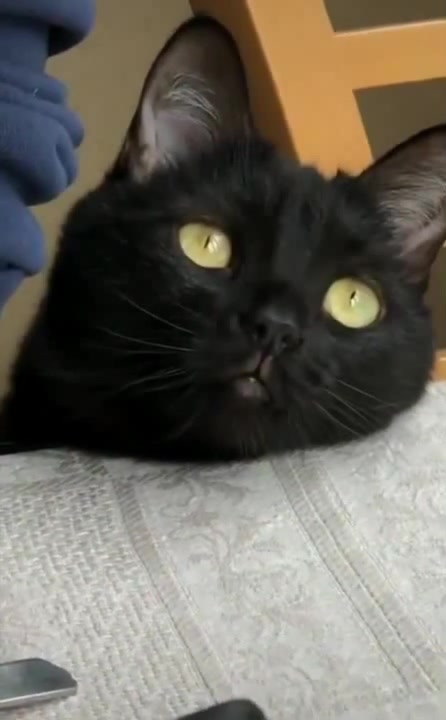 Cat flashback - Coub